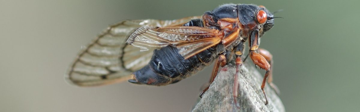 Periodical Cicadas in Wisconsin – UW–Madison