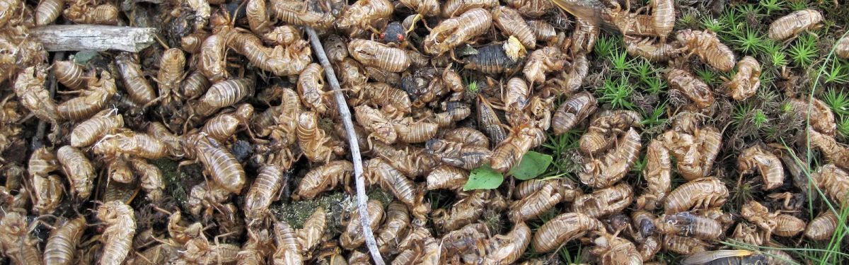 Periodical Cicadas in Wisconsin – UW–Madison