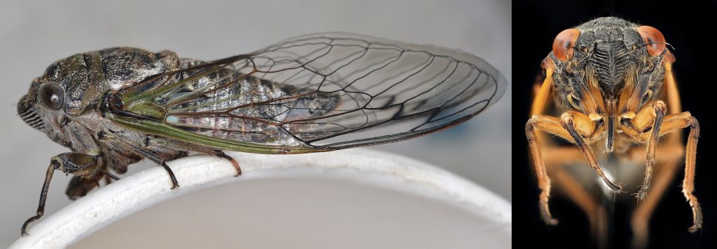 Cicada Basics – Periodical Cicadas in Wisconsin – UW–Madison
