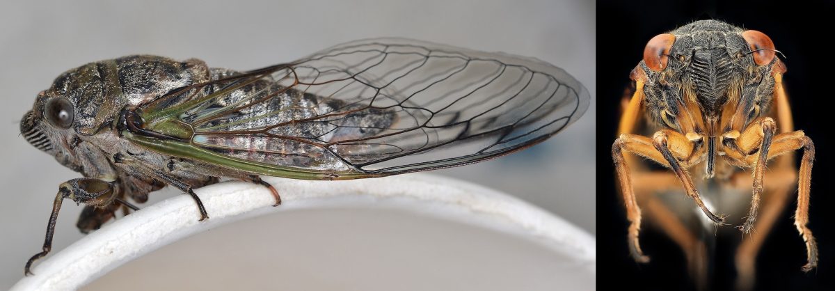 Cicada Basics – Periodical Cicadas in Wisconsin – UW–Madison
