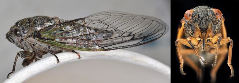 Cicada Basics – Periodical Cicadas in Wisconsin – UW–Madison