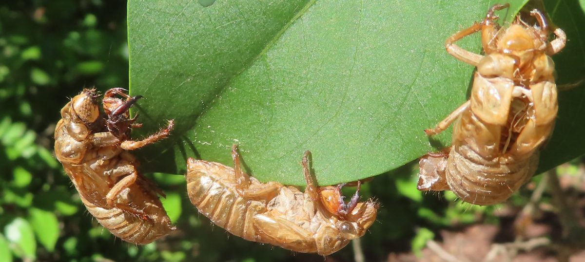 Cicada Basics – Periodical Cicadas in Wisconsin – UW–Madison