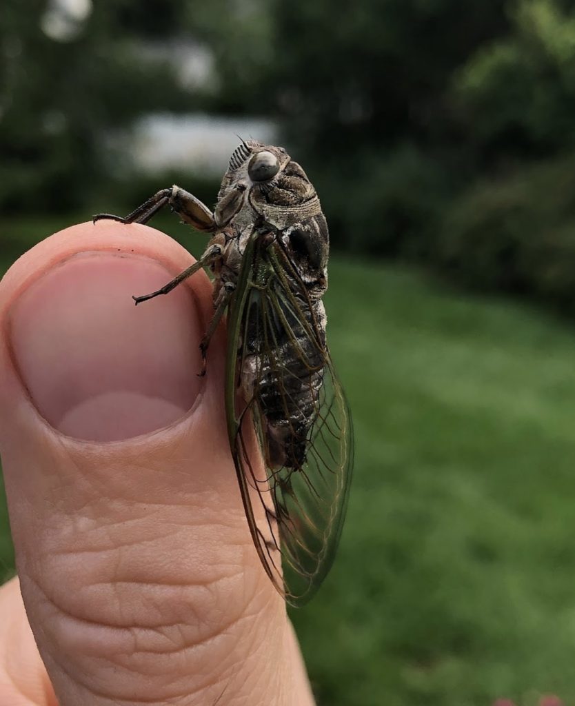 Cicada Basics – Periodical Cicadas in Wisconsin – UW–Madison