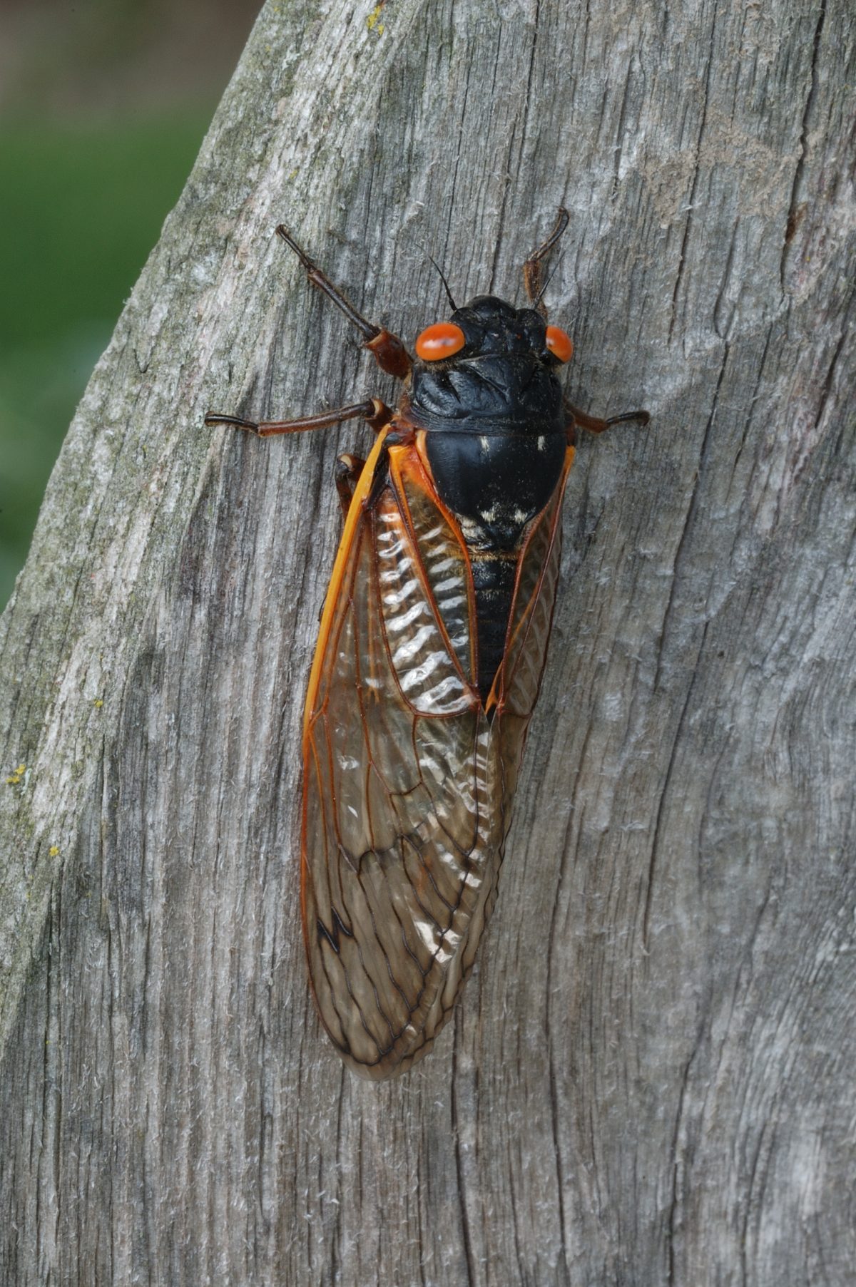 Cicada Basics – Periodical Cicadas in Wisconsin – UW–Madison