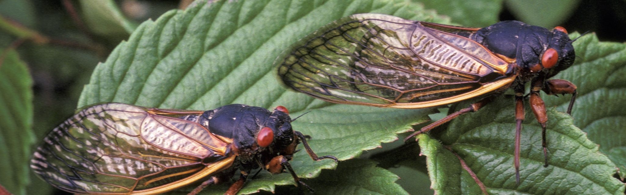 Periodical Cicadas in Wisconsin – UW–Madison