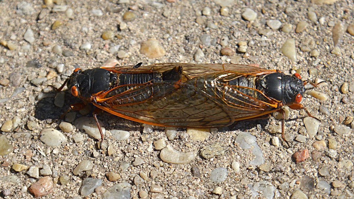 Cicada Basics – Periodical Cicadas in Wisconsin – UW–Madison