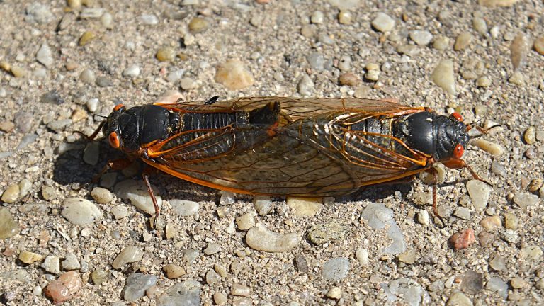 Cicada Basics – Periodical Cicadas in Wisconsin – UW–Madison