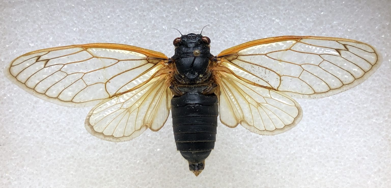 Periodical Cicadas in Wisconsin – UW–Madison