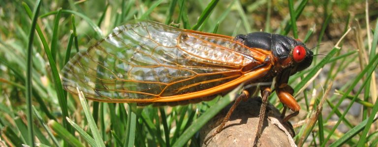Periodical Cicadas in Wisconsin – UW–Madison