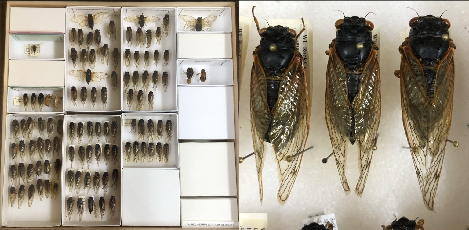 Periodical Cicadas in Wisconsin – UW–Madison